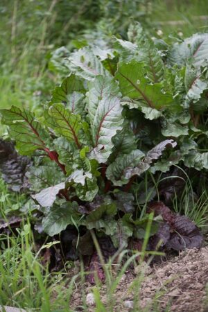 Comment cuisiner les blettes ? - Au Fil du Thym