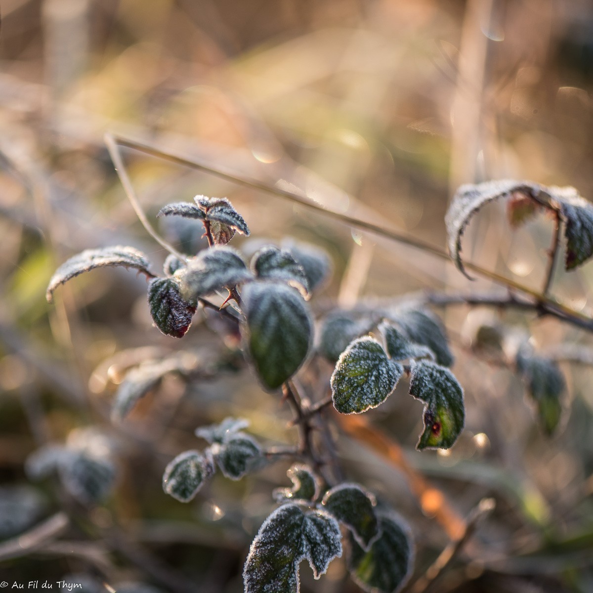 Oreilles d'âne - Au Fil du Thym